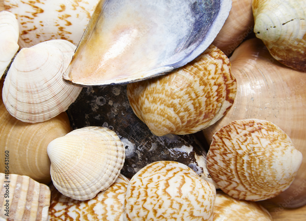 Full page of sea shells forming a background texture Stock Photo ...