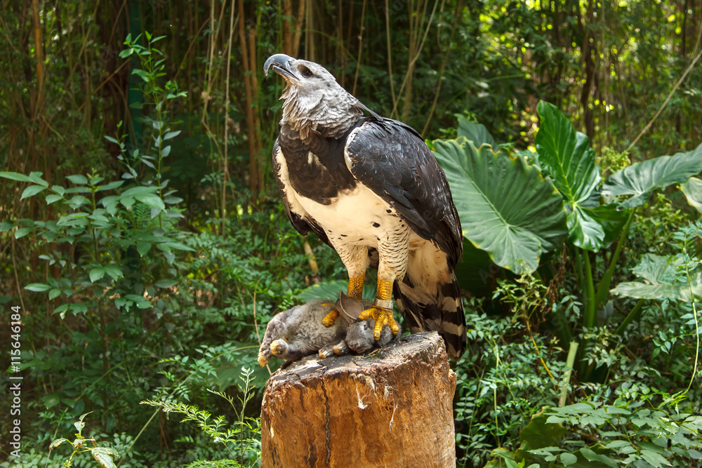 Harpy Eagle Eating