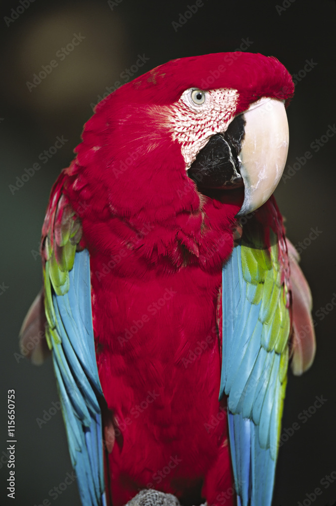 Foto de North America, Florida. A captive Scarlet Macaw (Ara macao). It ...