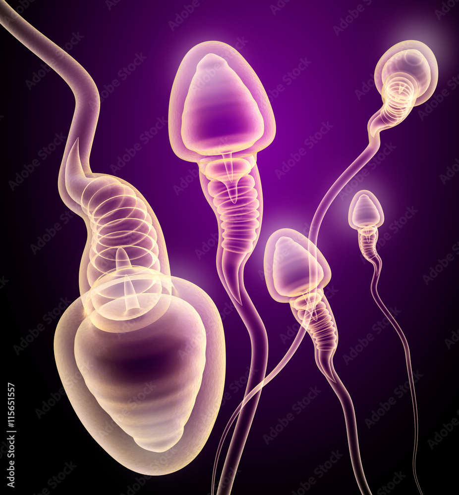 Sperm X-ray view . 3D genered image . Stock Illustration | Adobe Stock