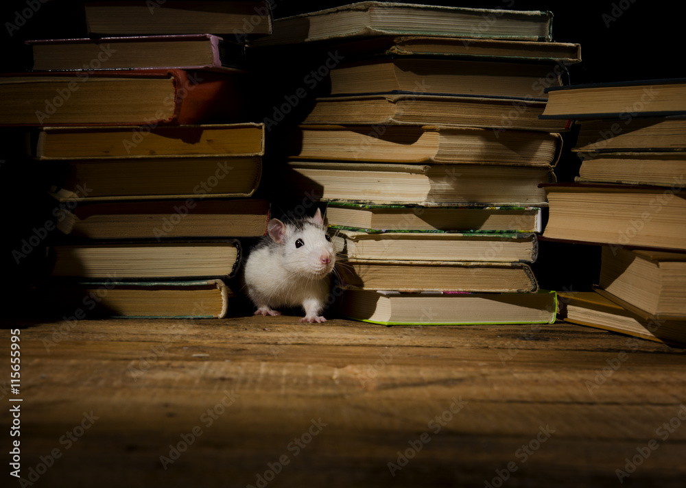 Rats and books. Stock-Foto | Adobe Stock