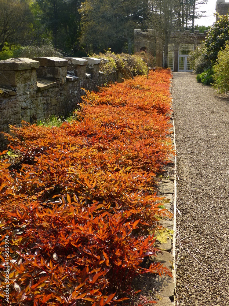 The vibrant russet orange colour of ground cover plants is highlighted ...