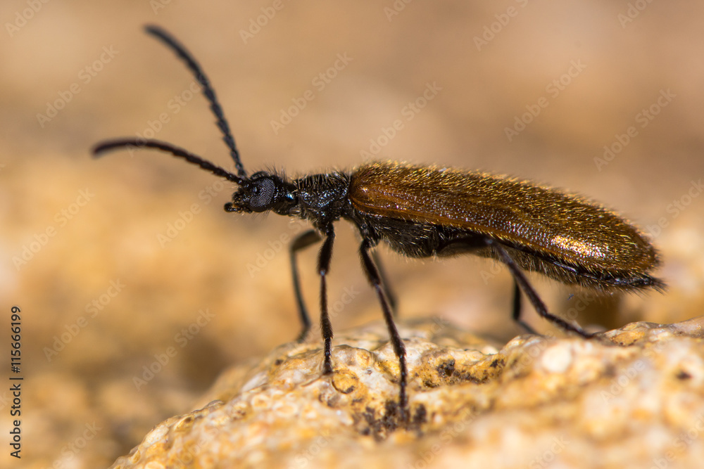 Lagria hirta beetle in profile. A hairy beetle in the family ...