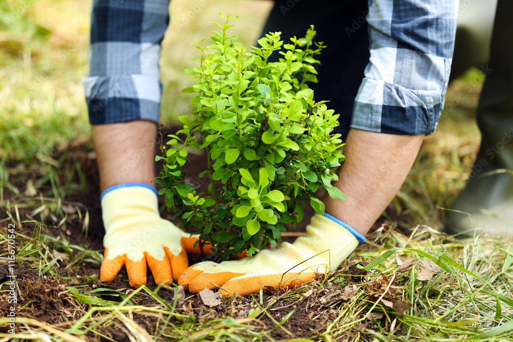 Man planting tree in garden Stock Photo | Adobe Stock