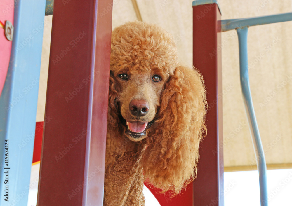 Red Standard Poodle
