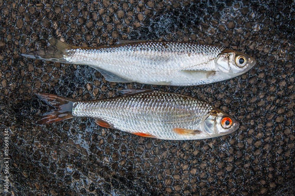 Bleak fish, roach fish on the natural background. Stock 写真 | Adobe Stock