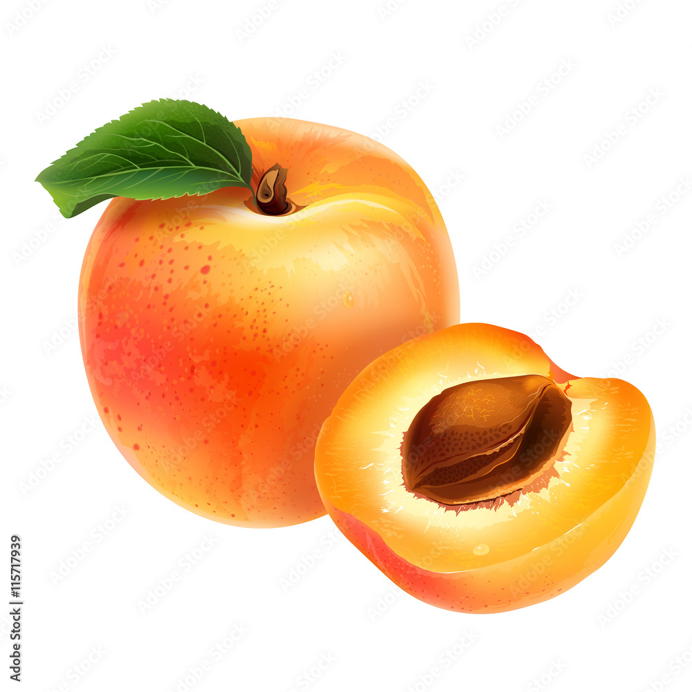 Apricot on white background Stock Illustration | Adobe Stock