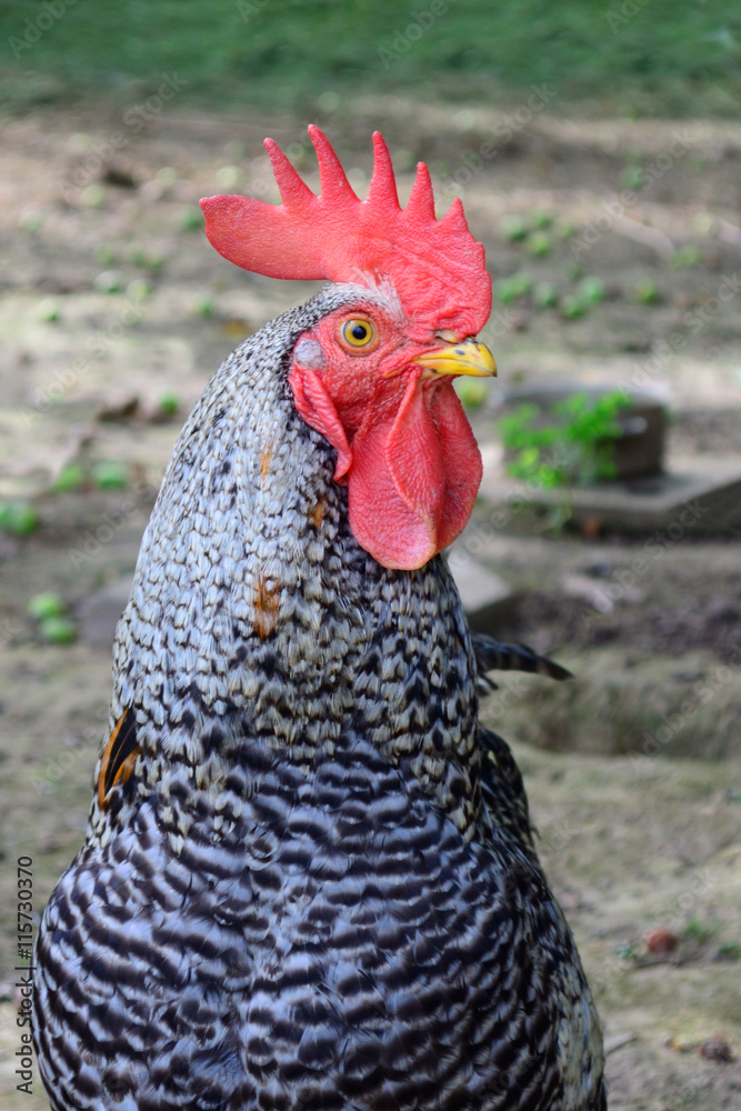 Hahn, h. foto de Stock | Adobe Stock