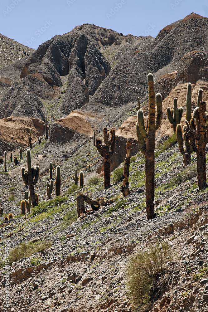 Cactus y montañas en el desierto de la Puna, Andes, Sudamérica ภาพถ่าย ...