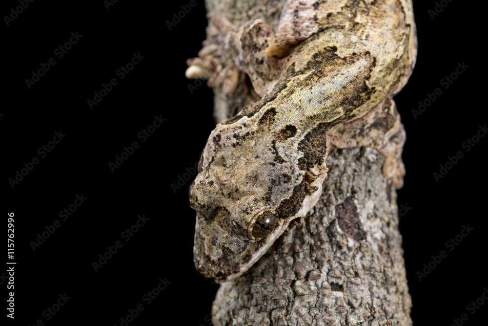 Burmese flying gecko(Ptychozoon lionotum),Hala - Bala rainforest Stock ...