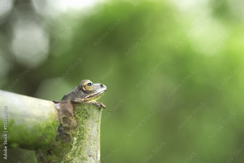 Common tree frog Golden tree frog in steel pipe Stock Photo | Adobe Stock