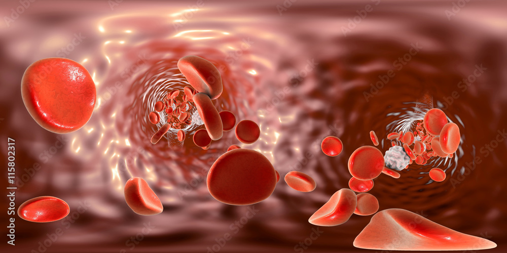 Full spherical panorama 360 degree view inside blood vessel showing red ...