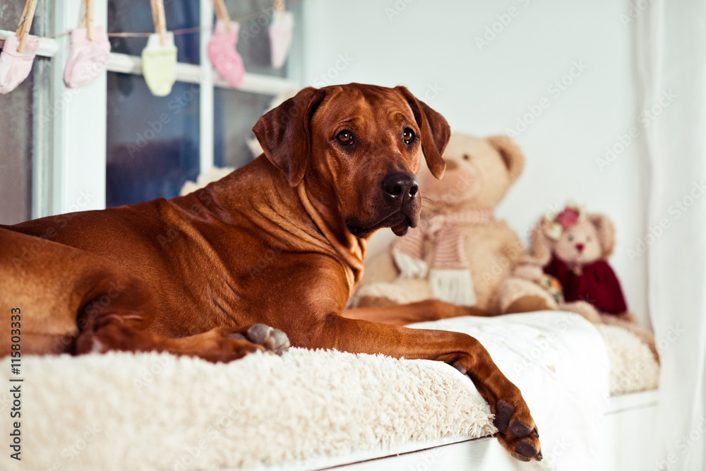 Rhodesian Ridgeback mother on a windowsill with children props Stock ...