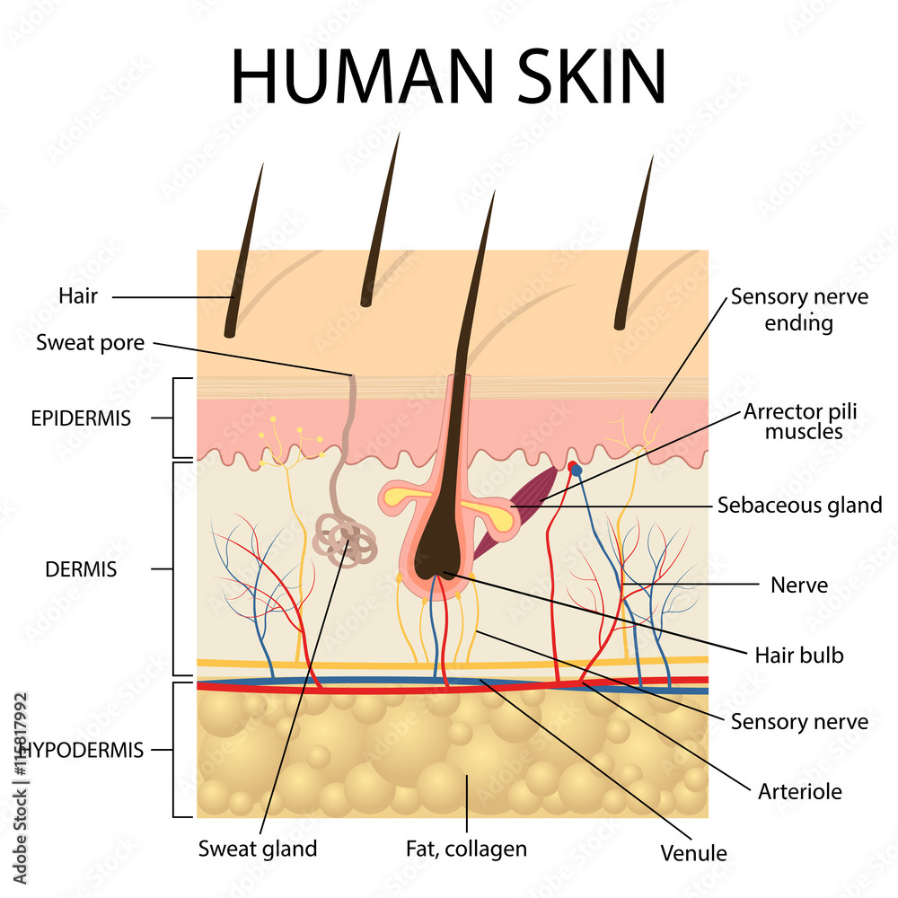 Vetor de Illustration of human skin anatomy. do Stock | Adobe Stock