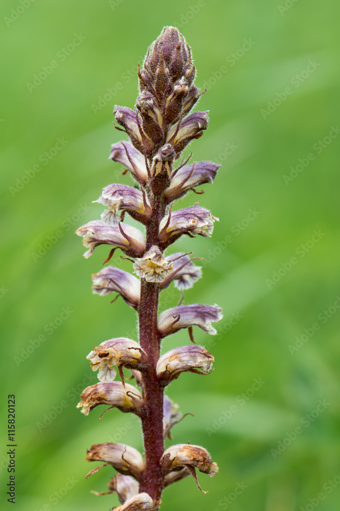 Broomrape
