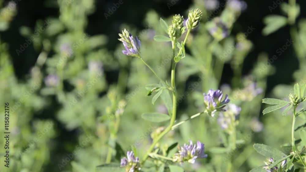 იონჯა குதிரை மசால் అల్ఫాల్ఫా ถั่วอัลฟัลฟา Medicago sativa Lucerna ...