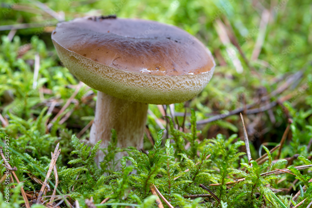 Fotografia do Stock: Maronen-Röhrling (Imleria badia) Marone Pilz im ...