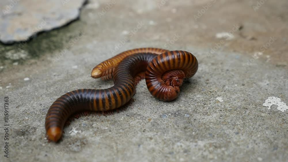 Large Millipede Mating,slow motion Stock Video | Adobe Stock