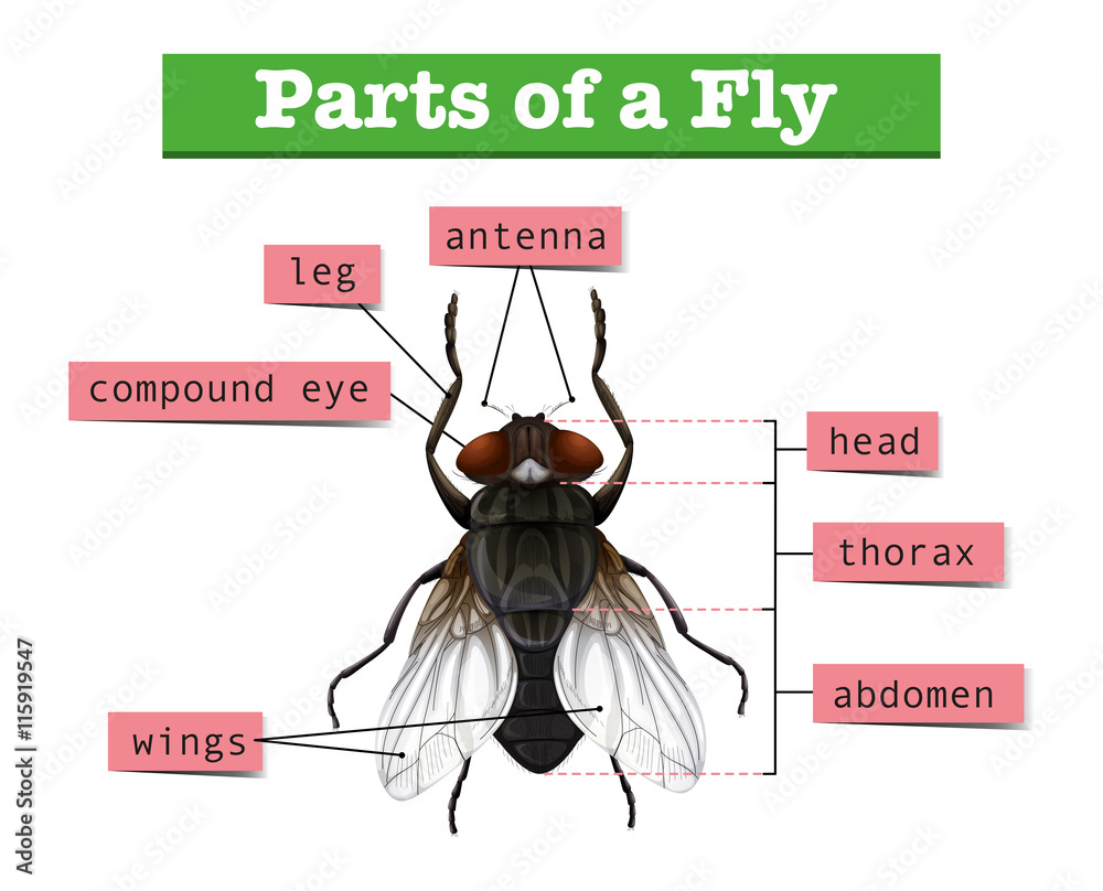 Diagram showing parts of fly Stock Vector | Adobe Stock