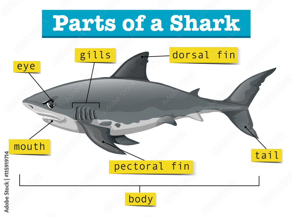 Diagram showing parts of shark Stock Vector | Adobe Stock