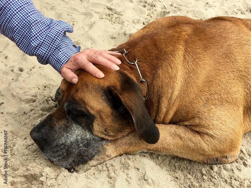 Sehr großer schlafender Boerboel, Burbull im Sand Stock-Foto | Adobe Stock