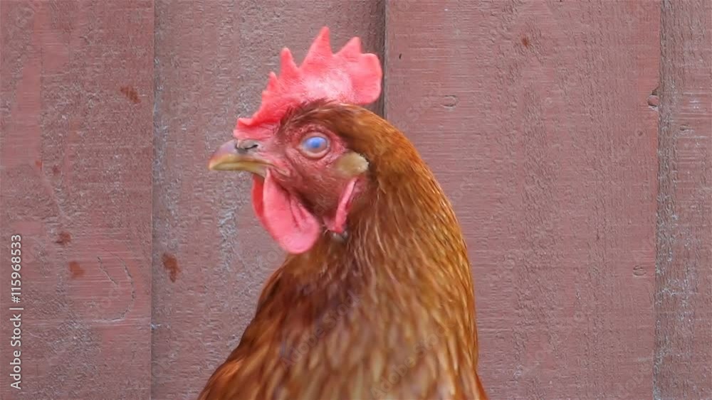 chicken head on a red barn background, chicken looking at camera Stock ...