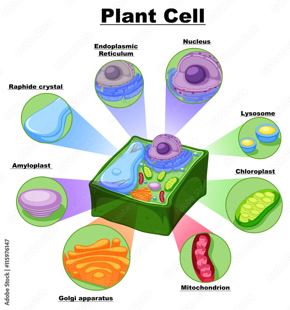 Diagram showing parts of plant cell Stock Vector | Adobe Stock