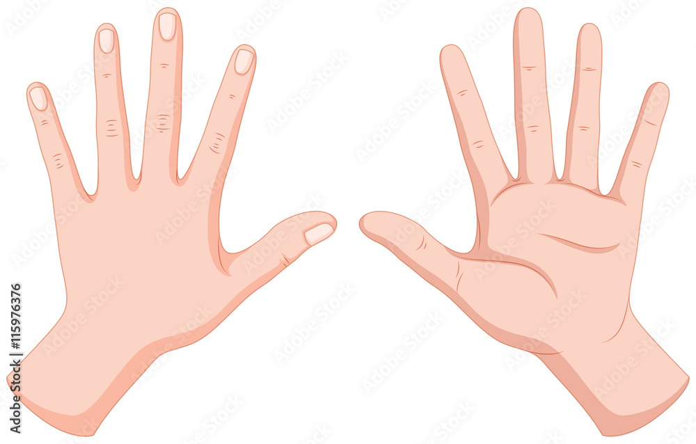 Human hands back and front Stock Vector | Adobe Stock