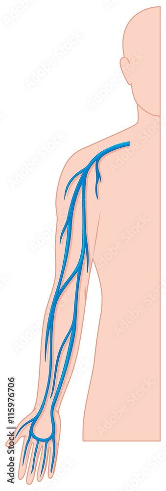 Blood vessels hand in human body Stock Vector | Adobe Stock