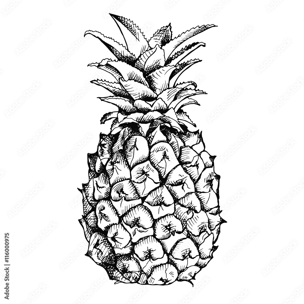 Poster Image of pineapple fruit. Vector black and white illustration ...