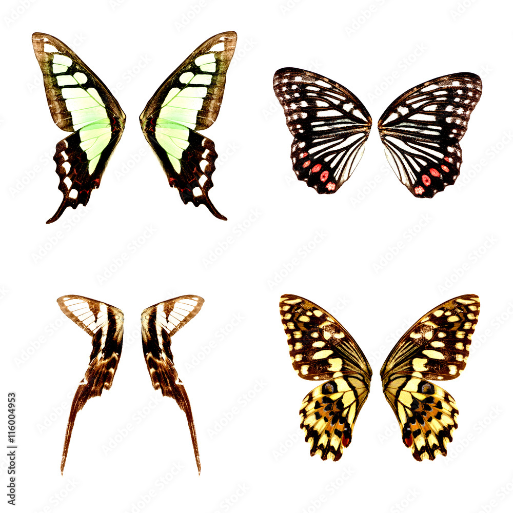 butterfly wings set Stock Photo | Adobe Stock