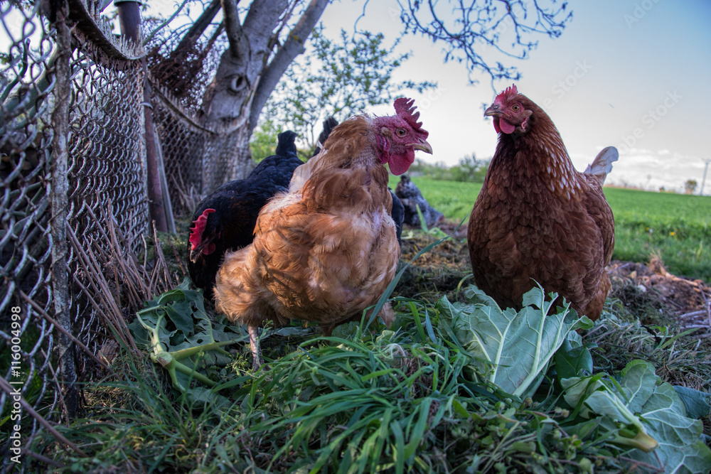 Hens feed on the traditional rural barnyard. Chicken standing on barn ...