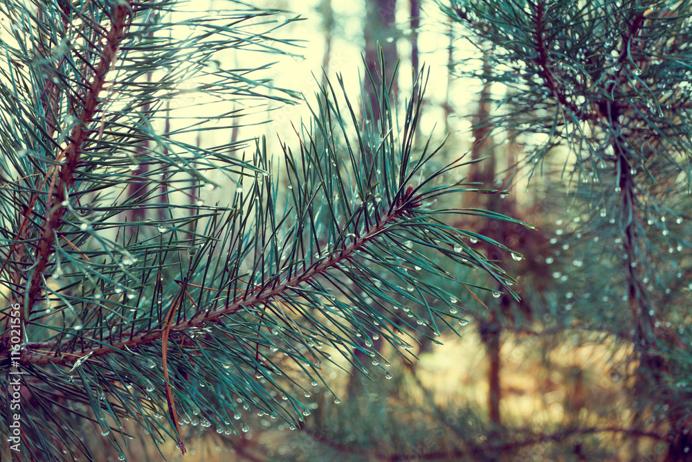 Pine tree with water drops at sunrise. Forest after rain Stock Photo ...