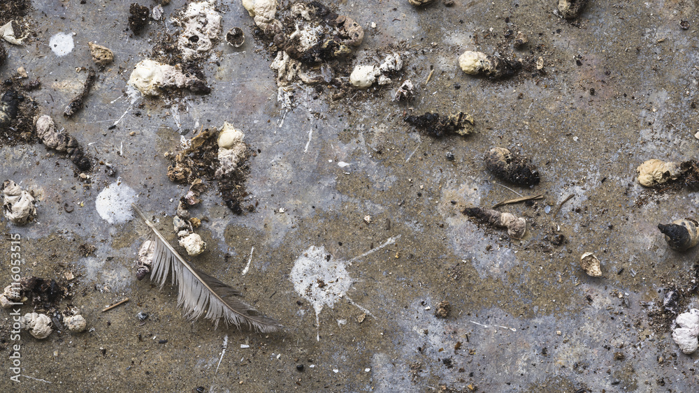 Birds feces is dirty dropping Stock Photo | Adobe Stock