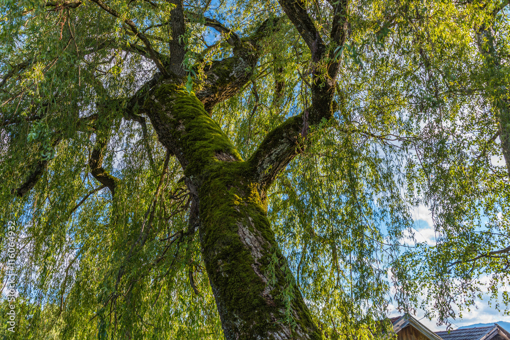 Baum mit Moos bewachsen Stock Photo | Adobe Stock