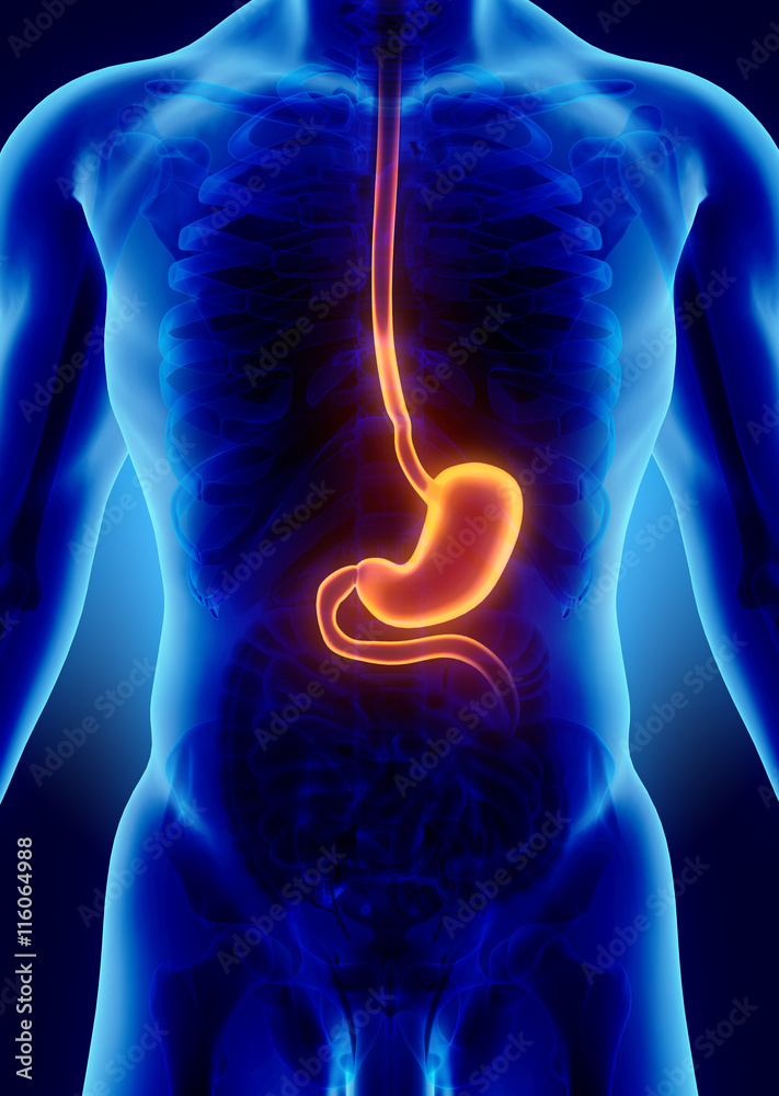 3D illustration of Stomach. ilustração do Stock | Adobe Stock