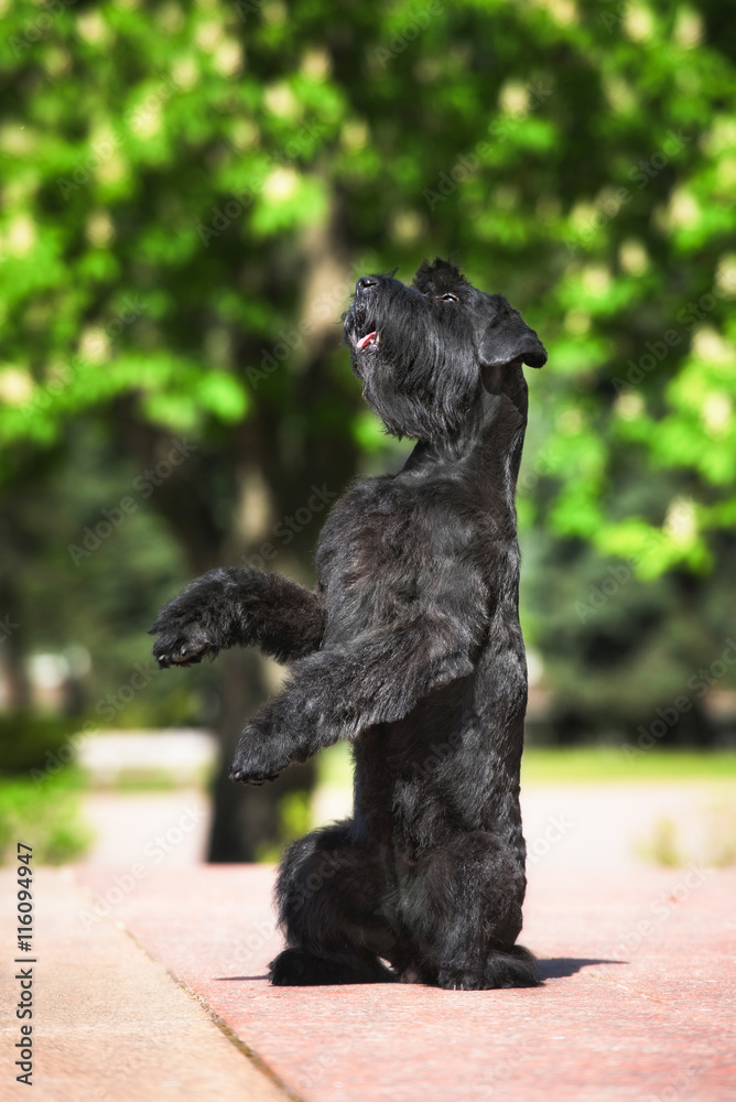 Giant schnauzer dog standing on its hind legs Stock Photo | Adobe Stock