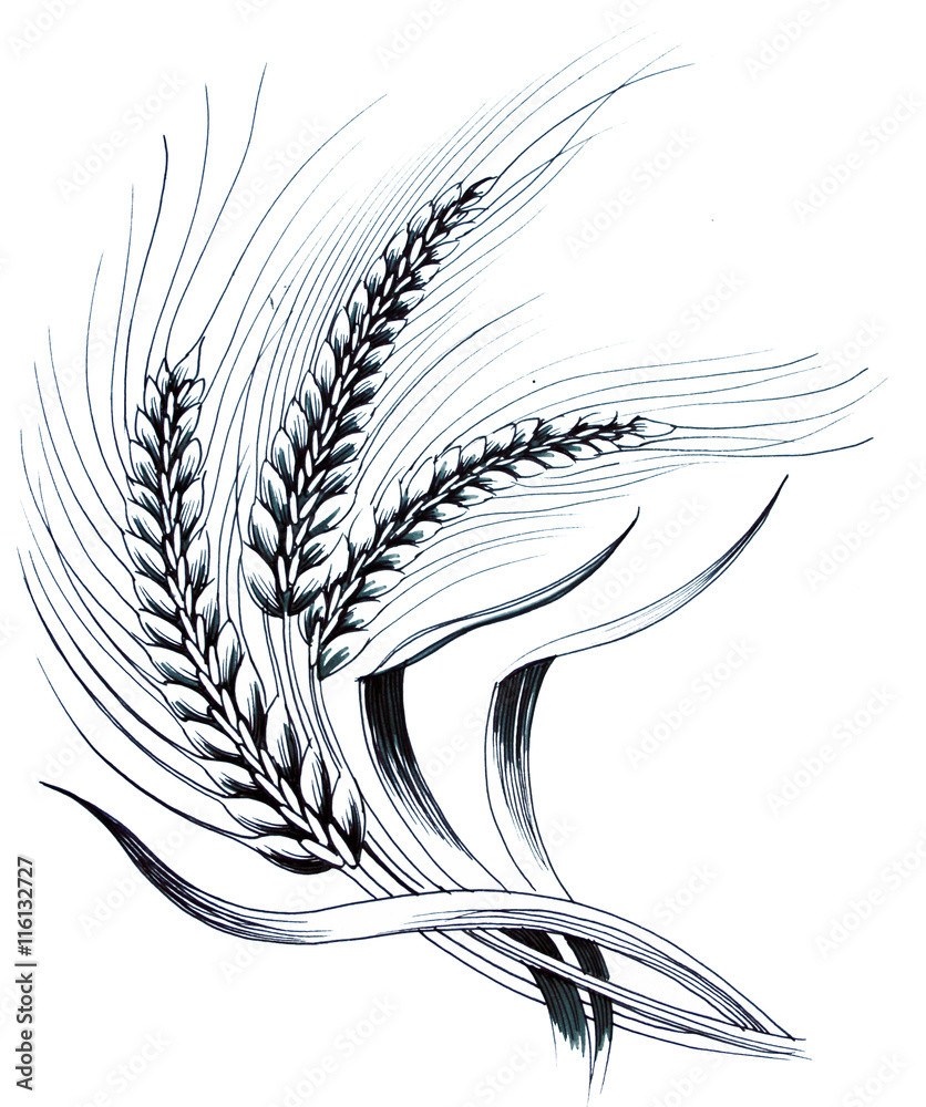 Ink sketch of a wheat Stock Illustration | Adobe Stock