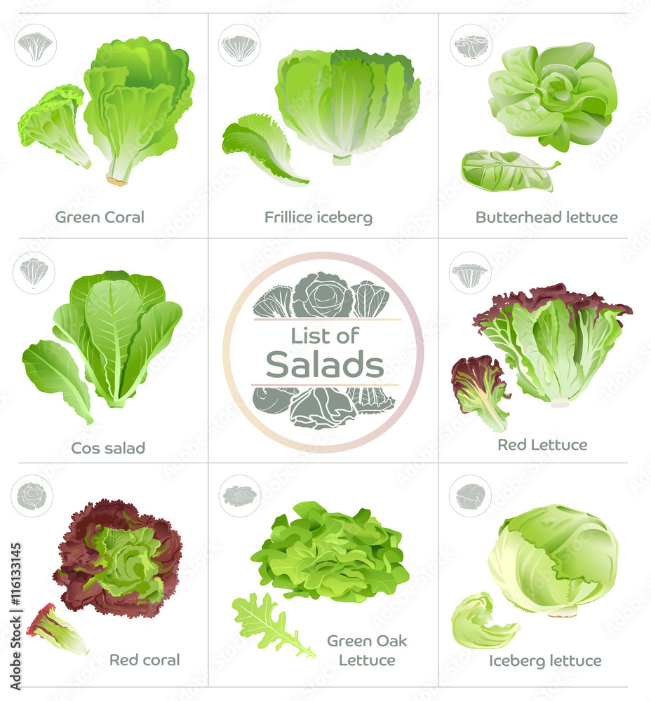Lettuce Types List