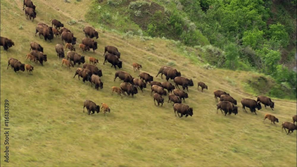 Bison On The Move Stock Video | Adobe Stock
