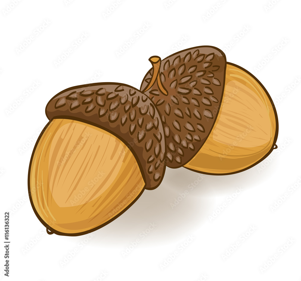 Cartoon Acorns On White Vector Illustration Stock Vector Adobe Stock