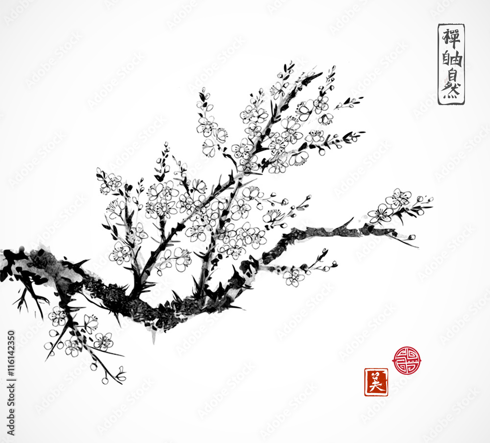 Oriental cherry branch in blossom on white background. Sakura hand ...