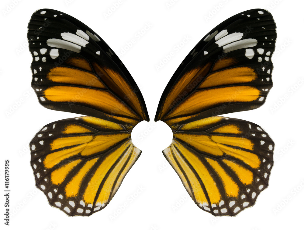 Butterfly wing isolated on white background, common tiger butterfly ...