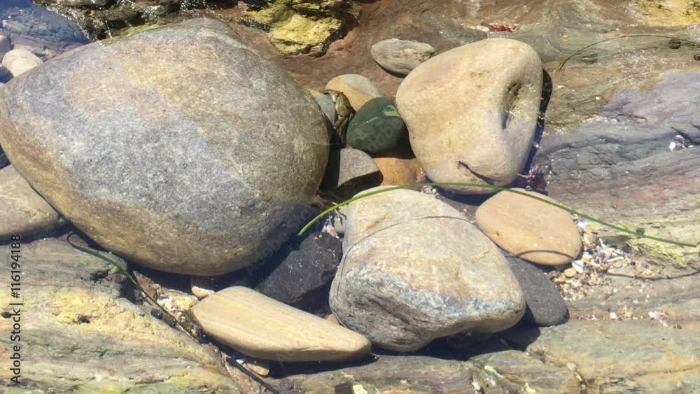 4K HD video of a Pachygrapsus crassipes, striped, or lined shore crabs ...