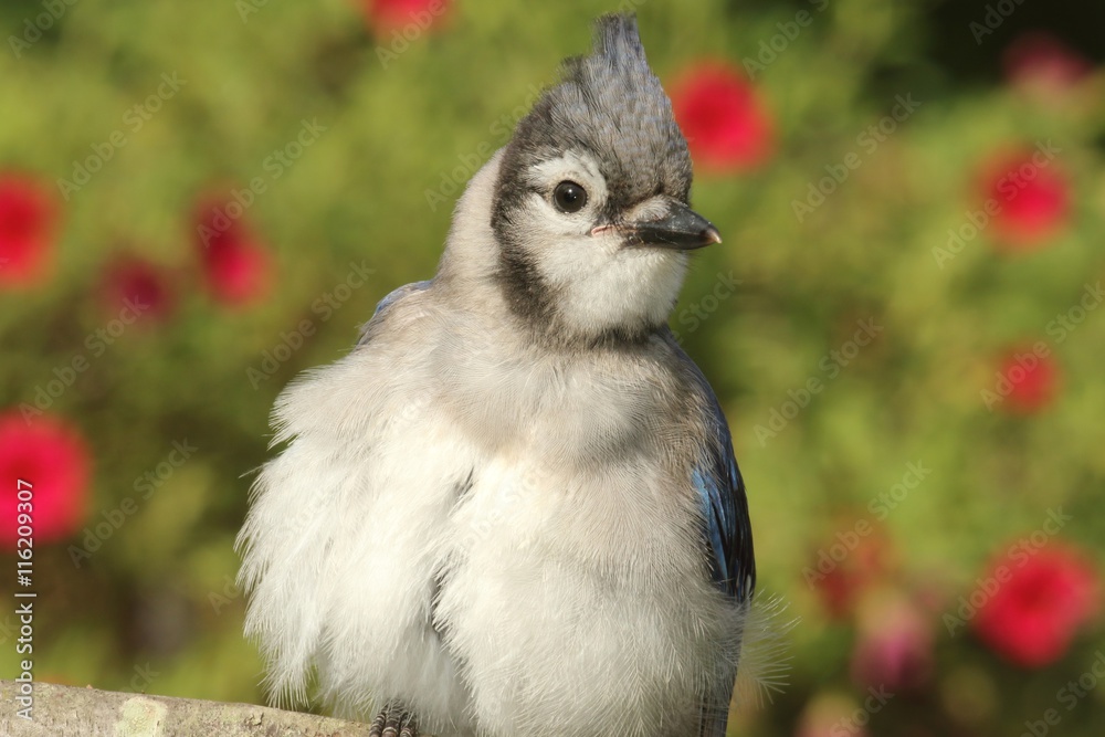 Juvenile Blue Jay