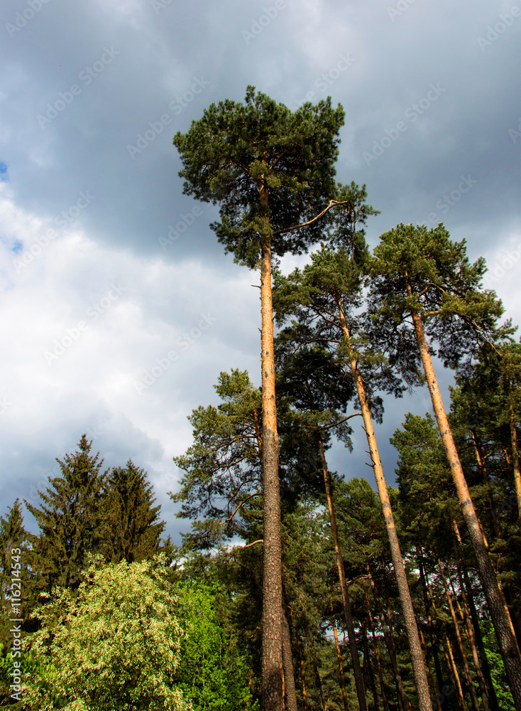 Wonderful pine trees. Beautiful landscape. Amazing National Parks. Tall ...