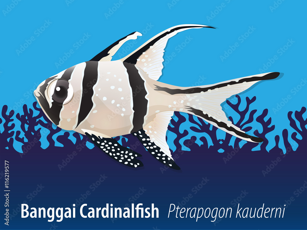 Banggai cardinalfish swimming in the sea Stock Vector | Adobe Stock