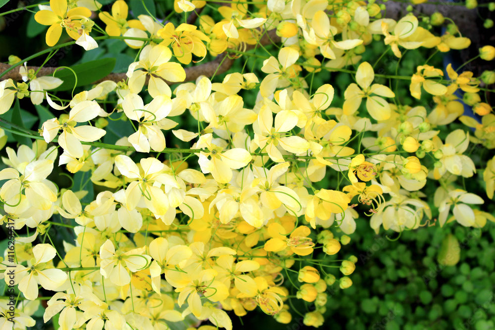 Golden Shower Tree Stock Photo | Adobe Stock