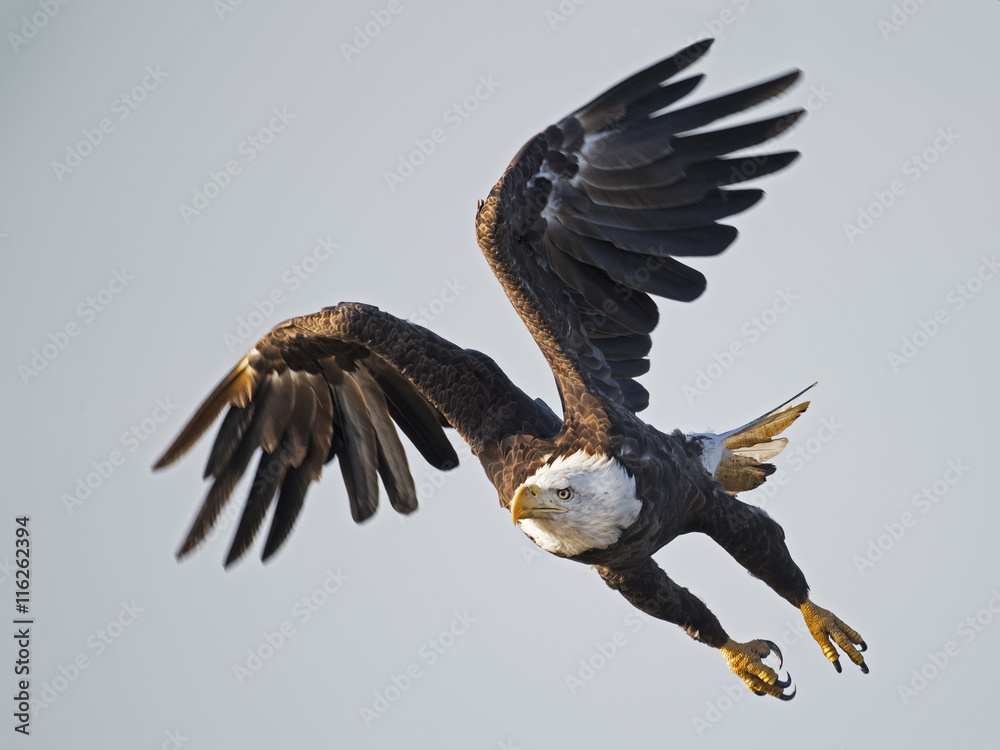 Bald Eagle in Flight Talons Down Stock Photo | Adobe Stock
