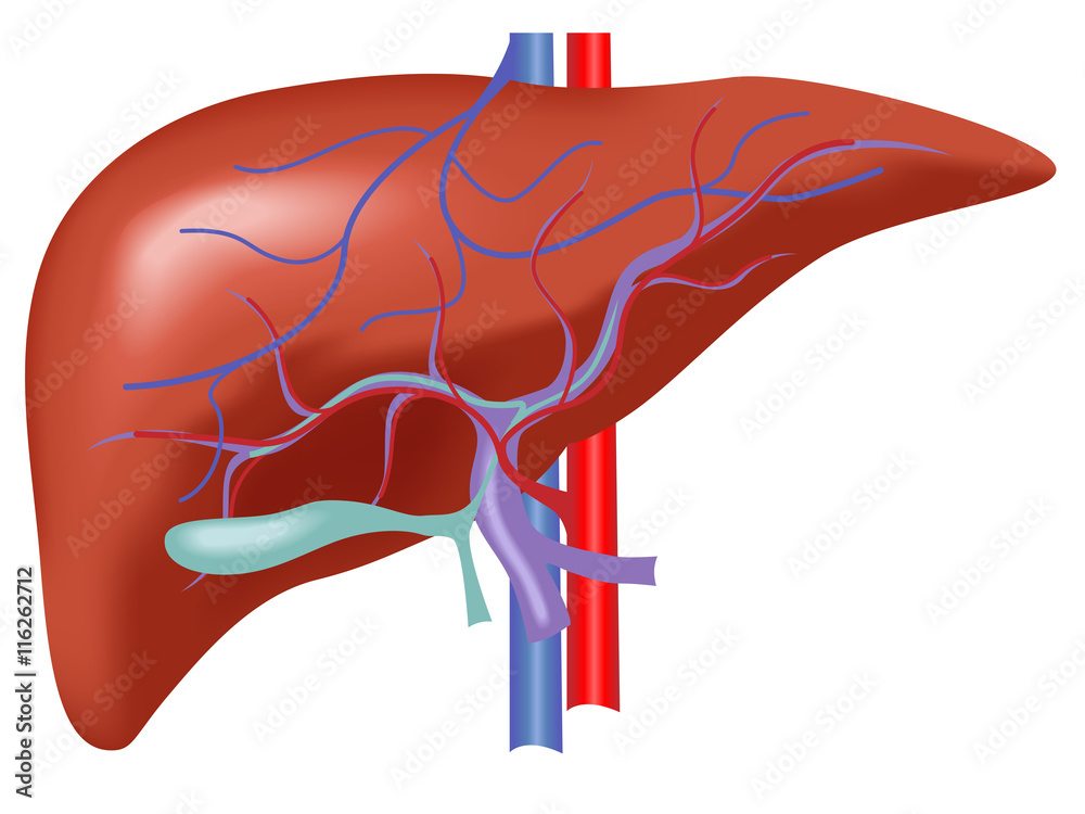 Poster Human liver anatomy , liver vector with artery and vein blood ...